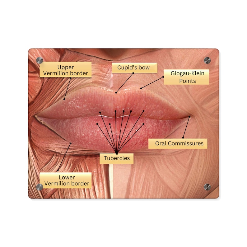 Customized With Logo Anatomy of the Lips Nurse Injector Medspa Display ...