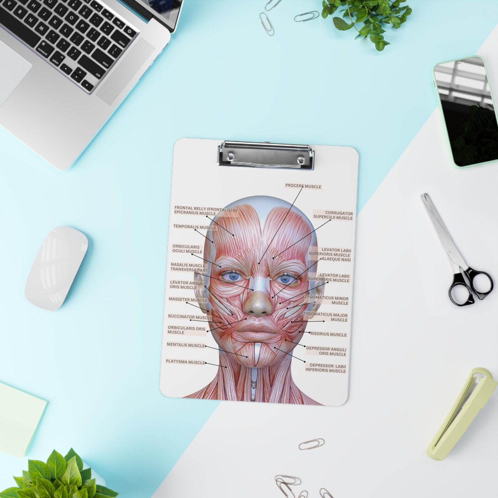 Facial Muscles Aesthetic Professional Clipboard, Med Spa Consultation ...