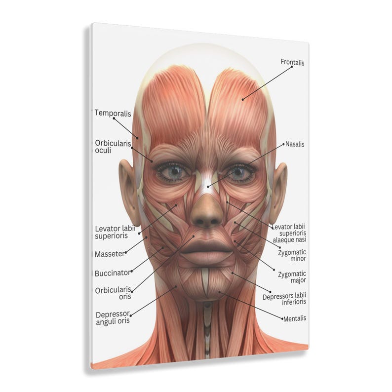 Facial Muscles Acrylic Print, Nurse Injector Consultation Board ...