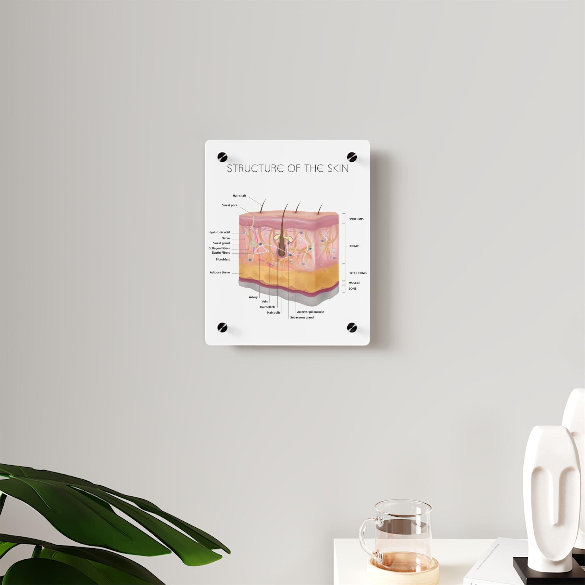 Skin Anatomy Nurse Injector Medspa Display, Structure of the Skin ...