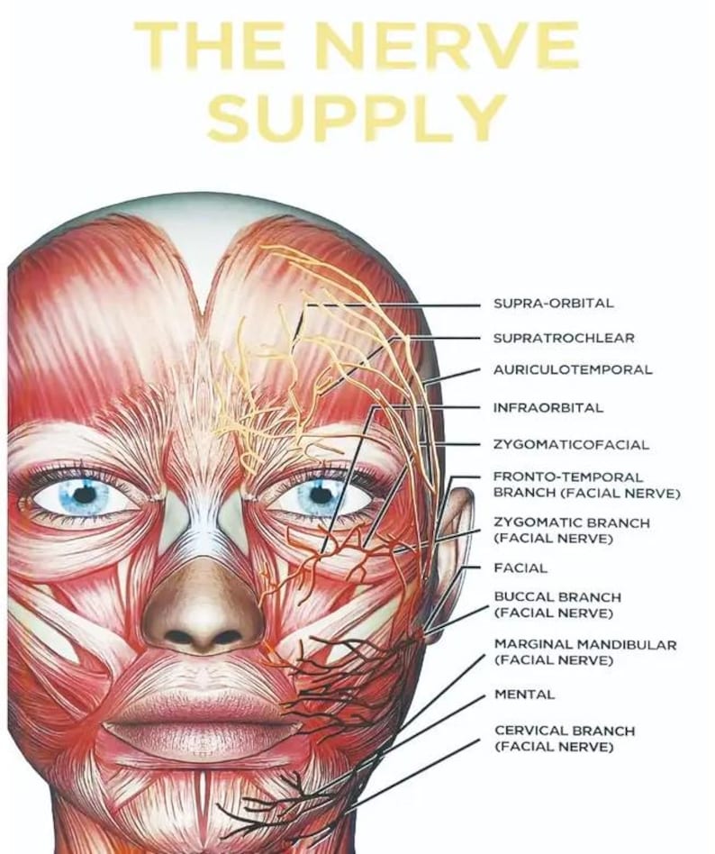 Aesthetic Clinic Face Anatomy Muscles Nerves Arteries & Facial Fat ...