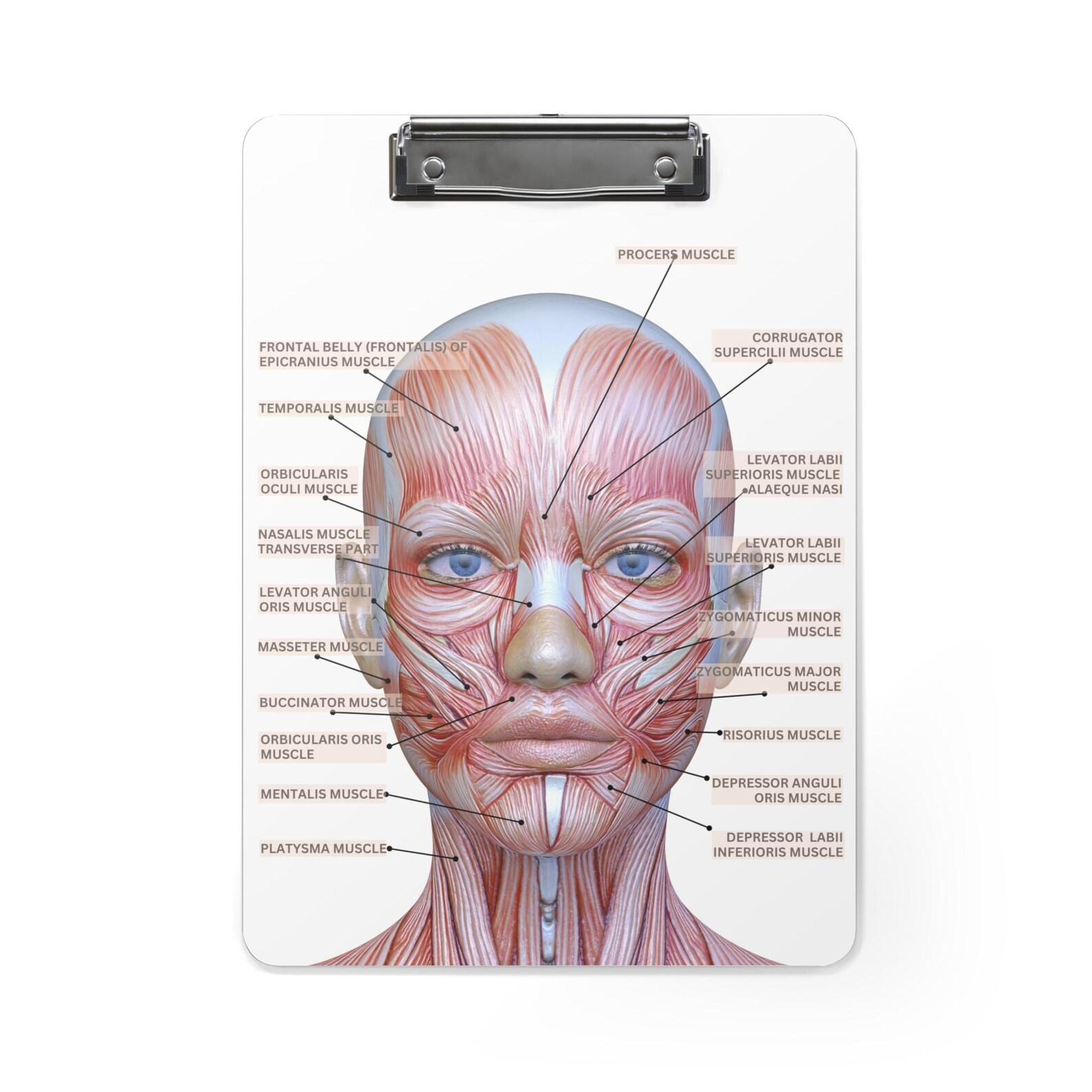 Facial Muscles Aesthetic Professional Clipboard, Med Spa Consultation ...