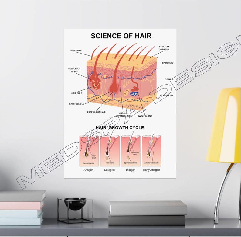 Science of Hair Poster, Hair Growth Stages Medspa Nurse Injector Decor ...