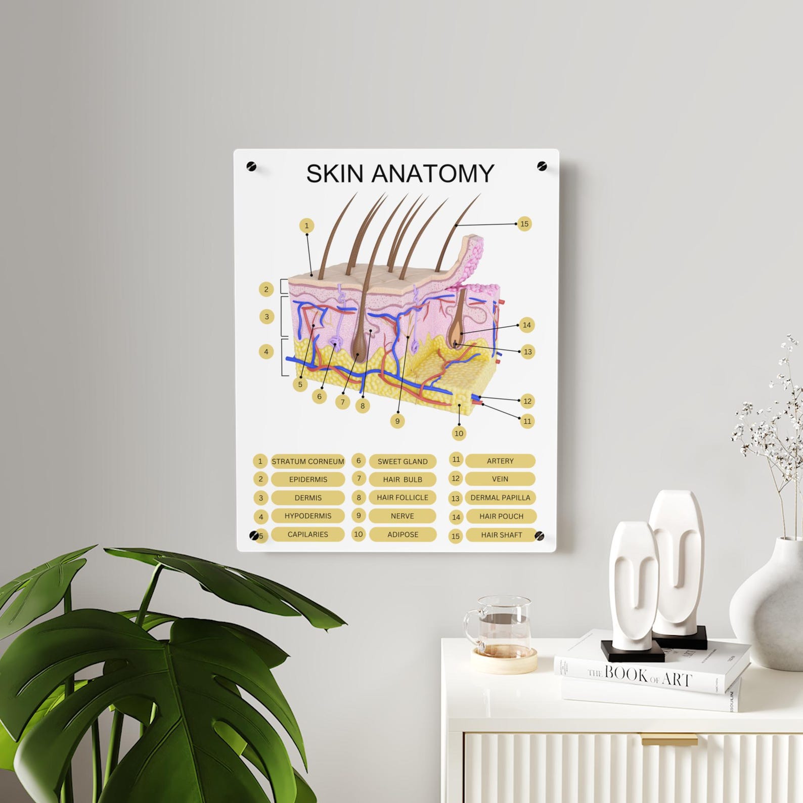 Skin Anatomy Acrylic Board, Nurse Injector Consultation Visual Aid ...
