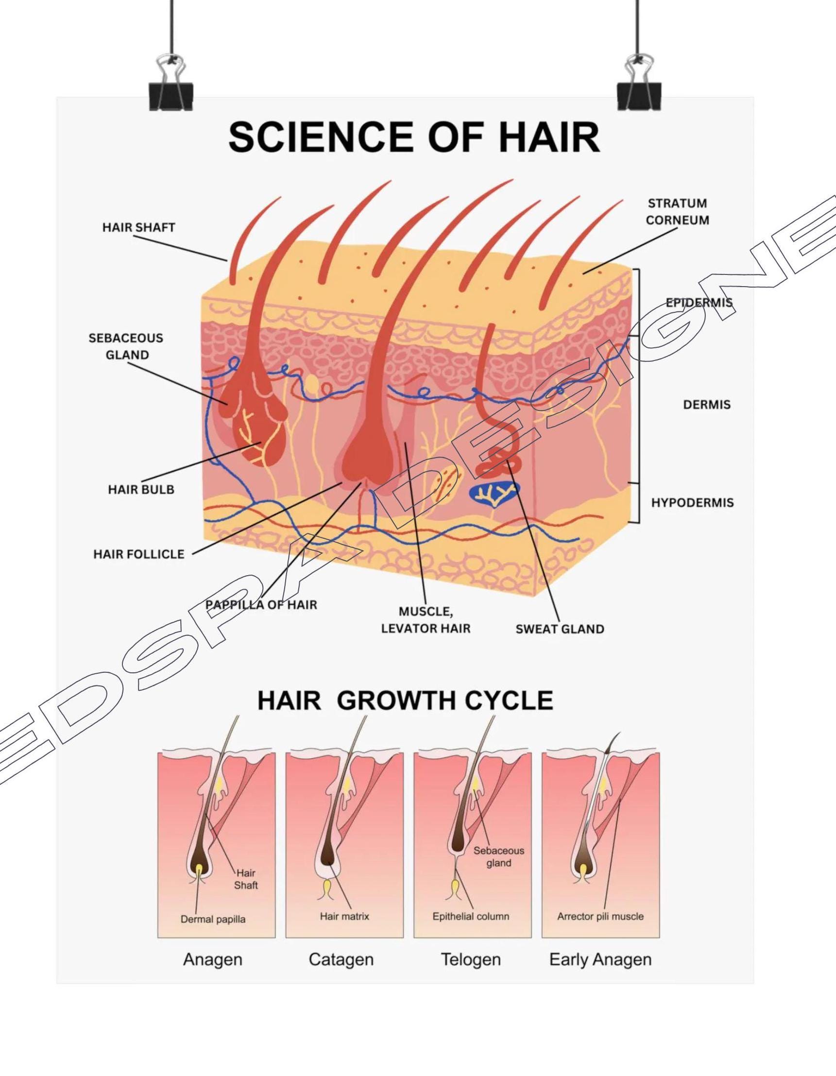 Science of Hair Poster, Hair Growth Stages Medspa Nurse Injector Decor ...