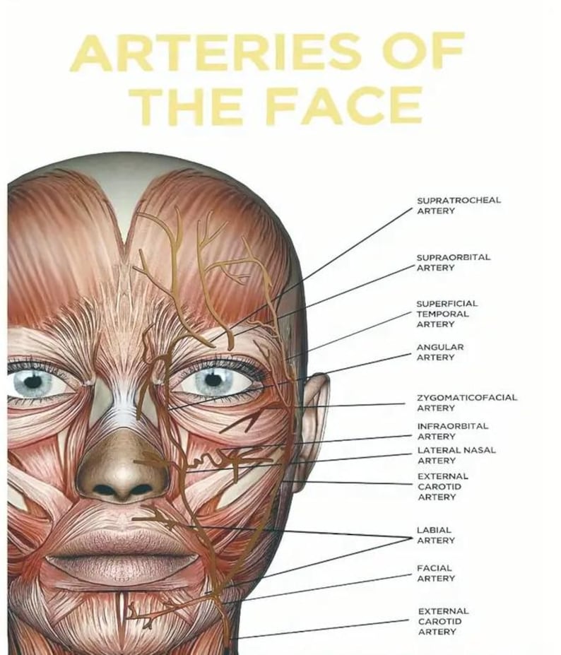 Aesthetic Clinic Face Anatomy Muscles Nerves Arteries & Facial Fat ...