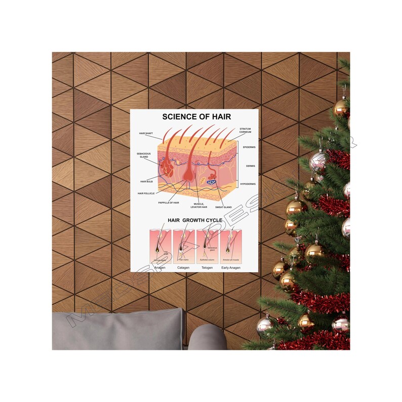 Science of Hair Poster, Hair Growth Stages Medspa Nurse Injector Decor ...