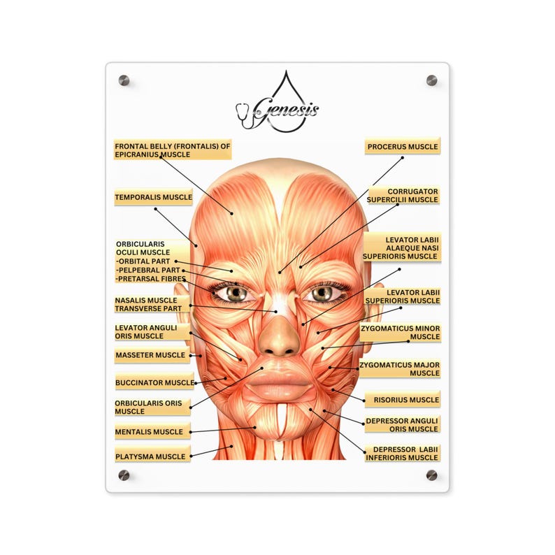 Labeled Facial Muscles Nurse Injector Medspa Consultation Acrylic Board ...