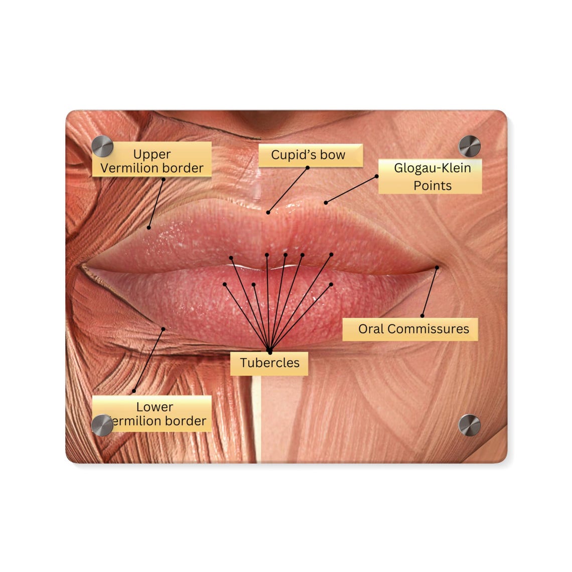 Customized With Logo Anatomy of the Lips Nurse Injector Medspa Display ...