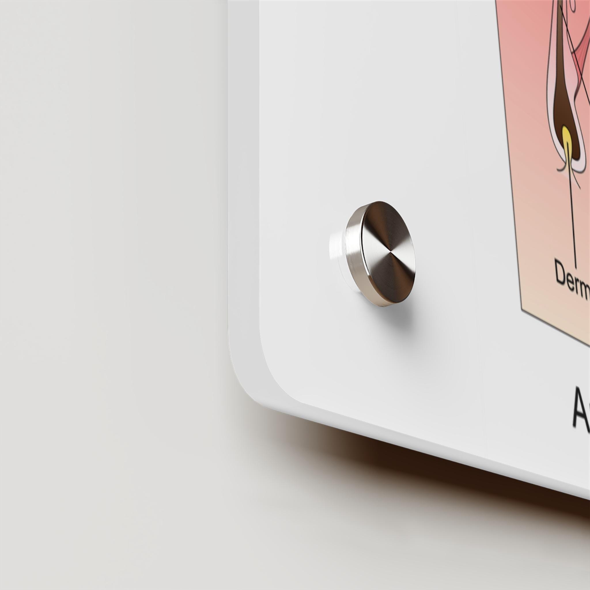 Science of Hair Acrylic Board, Hair Growth Cycle Nurse Injector ...