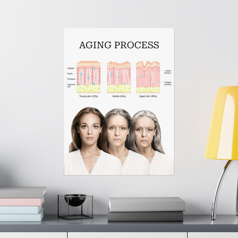 Aging Process Skin Changes Stages Matte Vertical Poster, Plastic ...