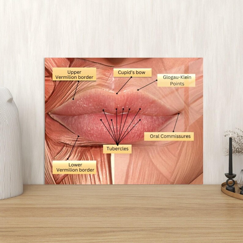 Lips Anatomy Acrylic Print, Medspa Practitioner Nurse Injector ...