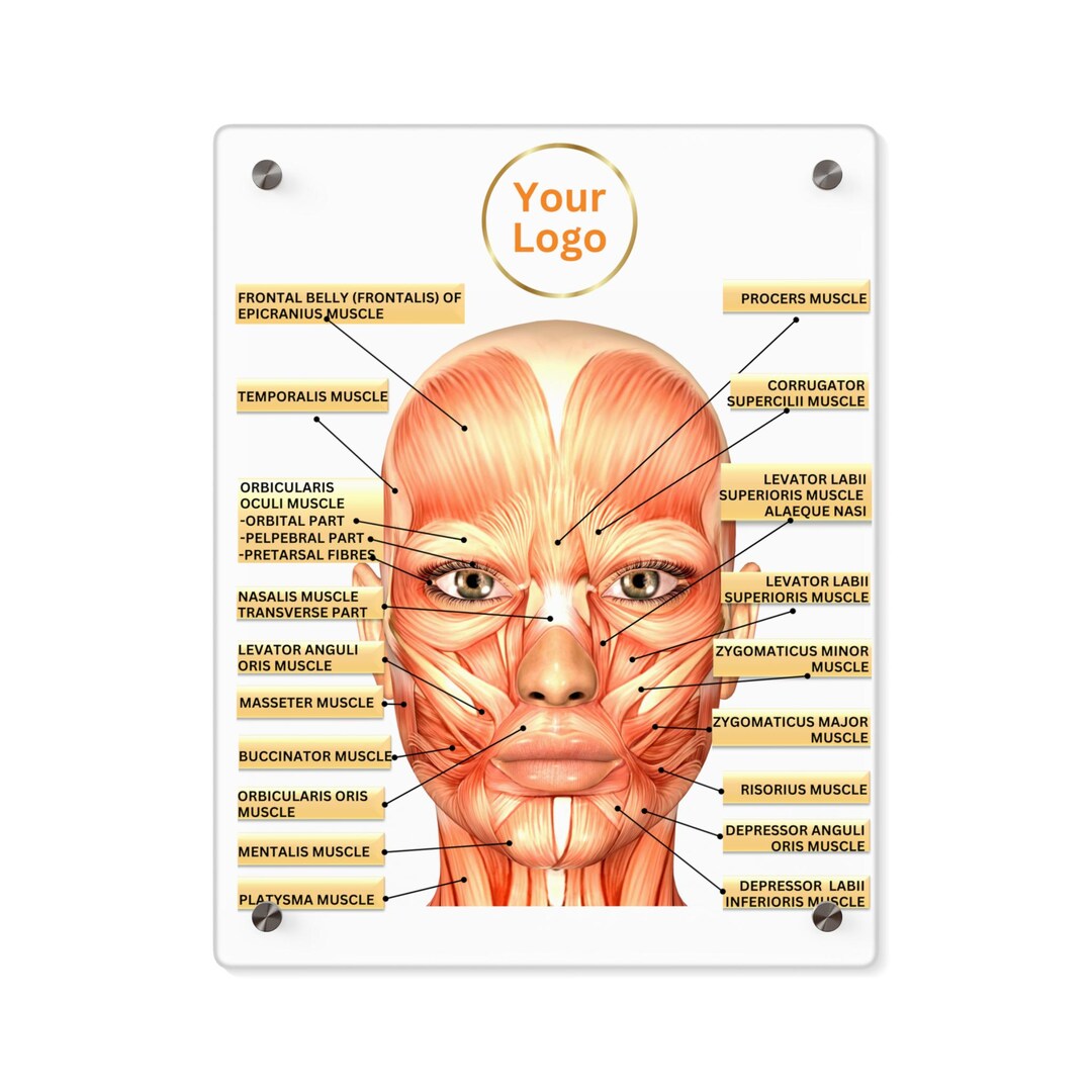 Labeled Facial Muscles Nurse Injector Medspa Consultation Acrylic Board ...