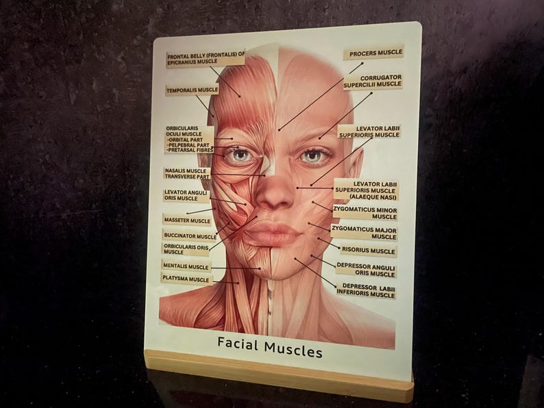 Facial and Lips Anatomy Nurse Injector Medspa Consultation Board ...