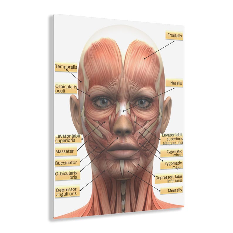 Facial Muscles Acrylic Print, Nurse Injector Consultation Board ...