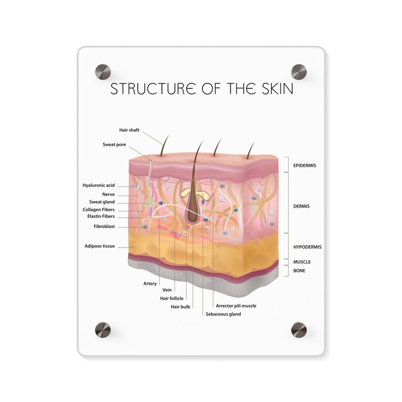 Skin Anatomy Nurse Injector Medspa Display, Structure of the Skin ...