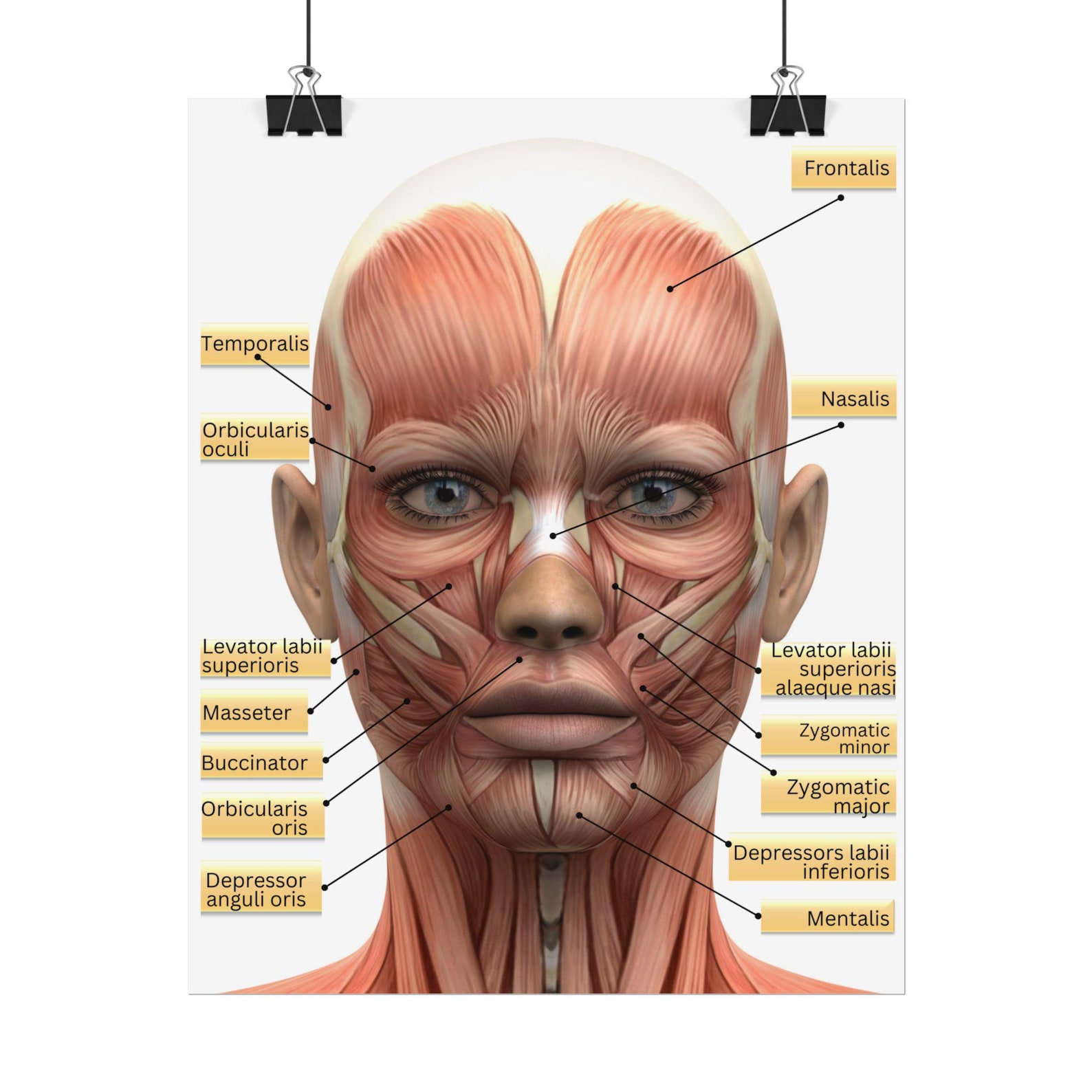 Facial Muscles Rolled Poster, Facial Anatomy Med Spa Poster ...