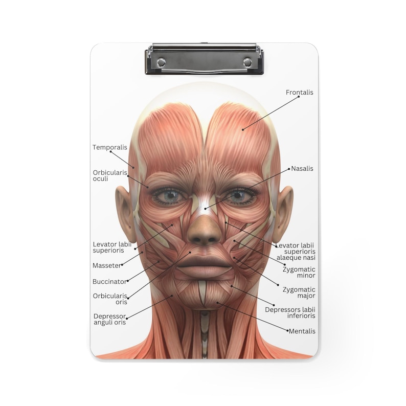 Facial Muscles Nurse Injector Aesthetic Professional Clipboard, Med Spa ...
