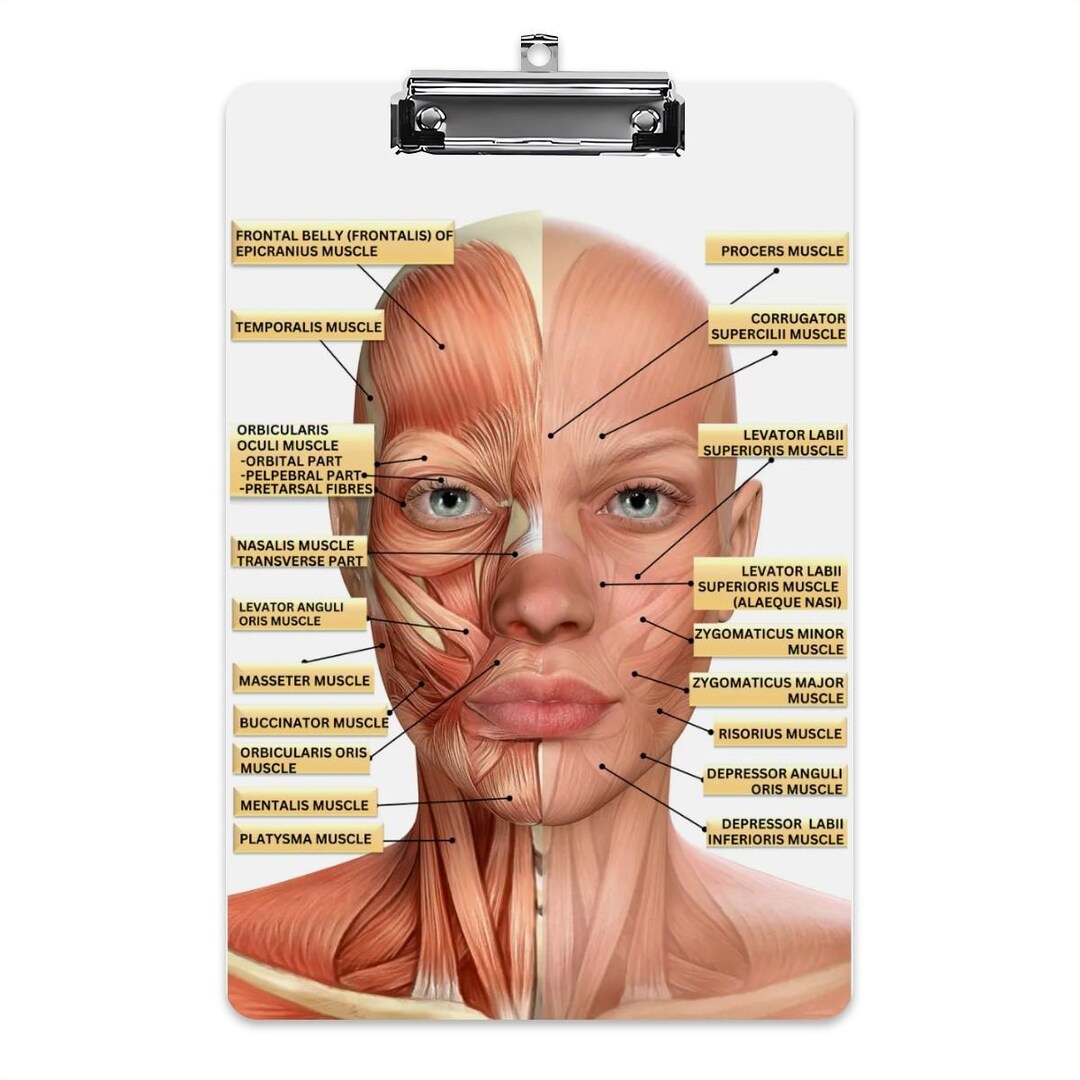 Facial Muscles Acrylic Clipboard, Medspa Practitioner Consultation ...