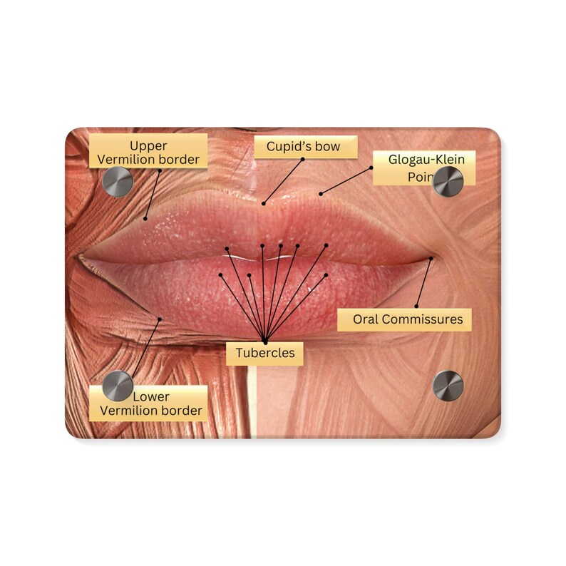 Customized With Logo Anatomy of the Lips Nurse Injector Medspa Display ...