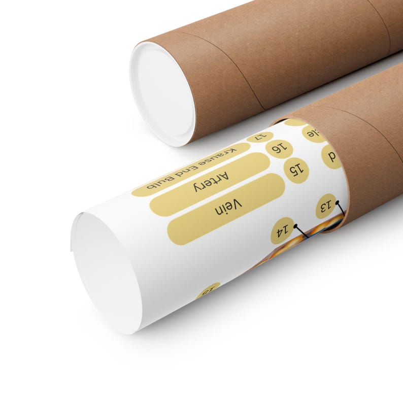 Customized With Logo Skin Anatomy Poster, Hair Growth Stages Medspa ...