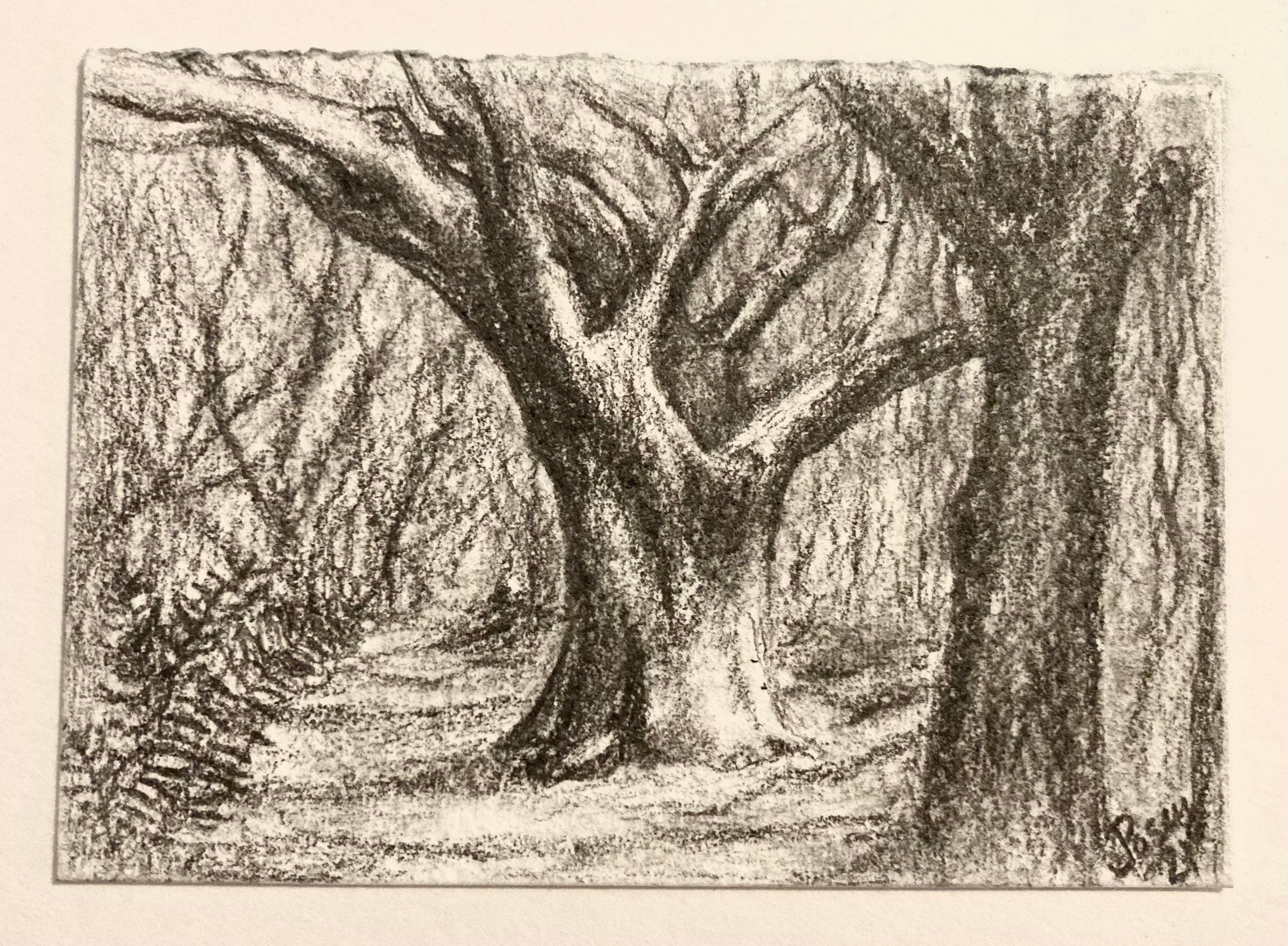 Quercus Virginiana Drawing