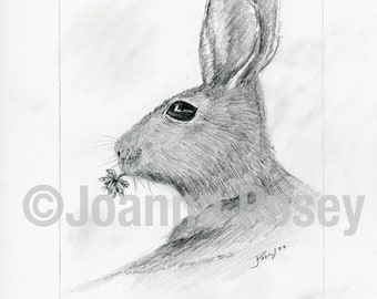 RABBIT Pencil Drawing Print Wildlife Art Artwork Signed by Artist Gary ...