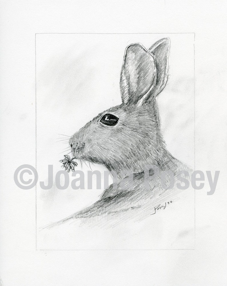 Bunny Rabbit Pencil Drawing | Etsy