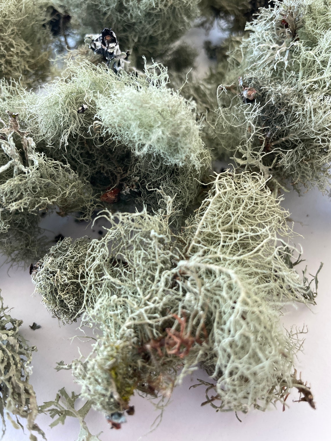 Dried Moss and Lichen Variety: PNW Natural Floral Art Supplies for ...