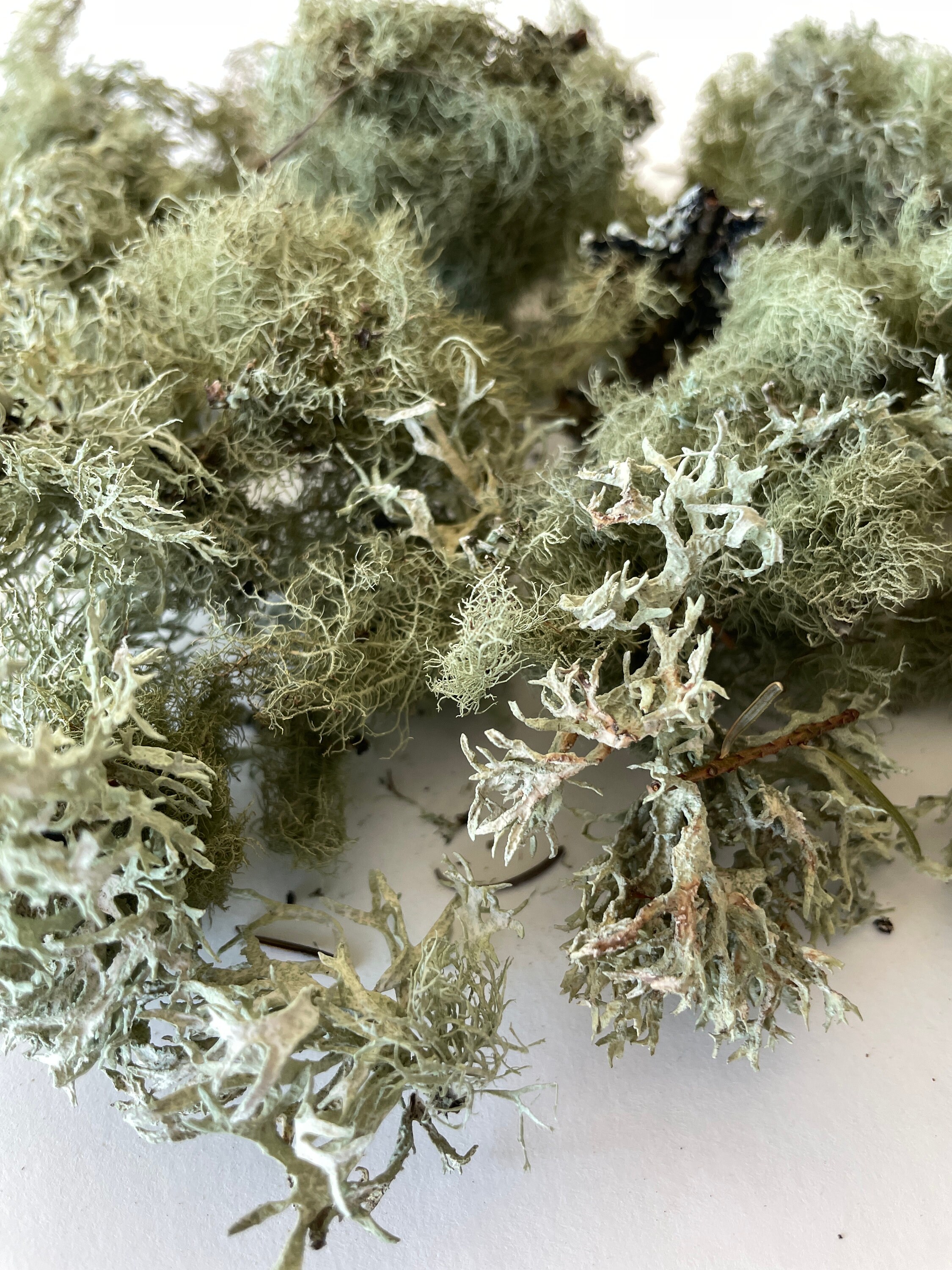 Dried Moss and Lichen Variety: PNW Natural Floral Art Supplies for ...