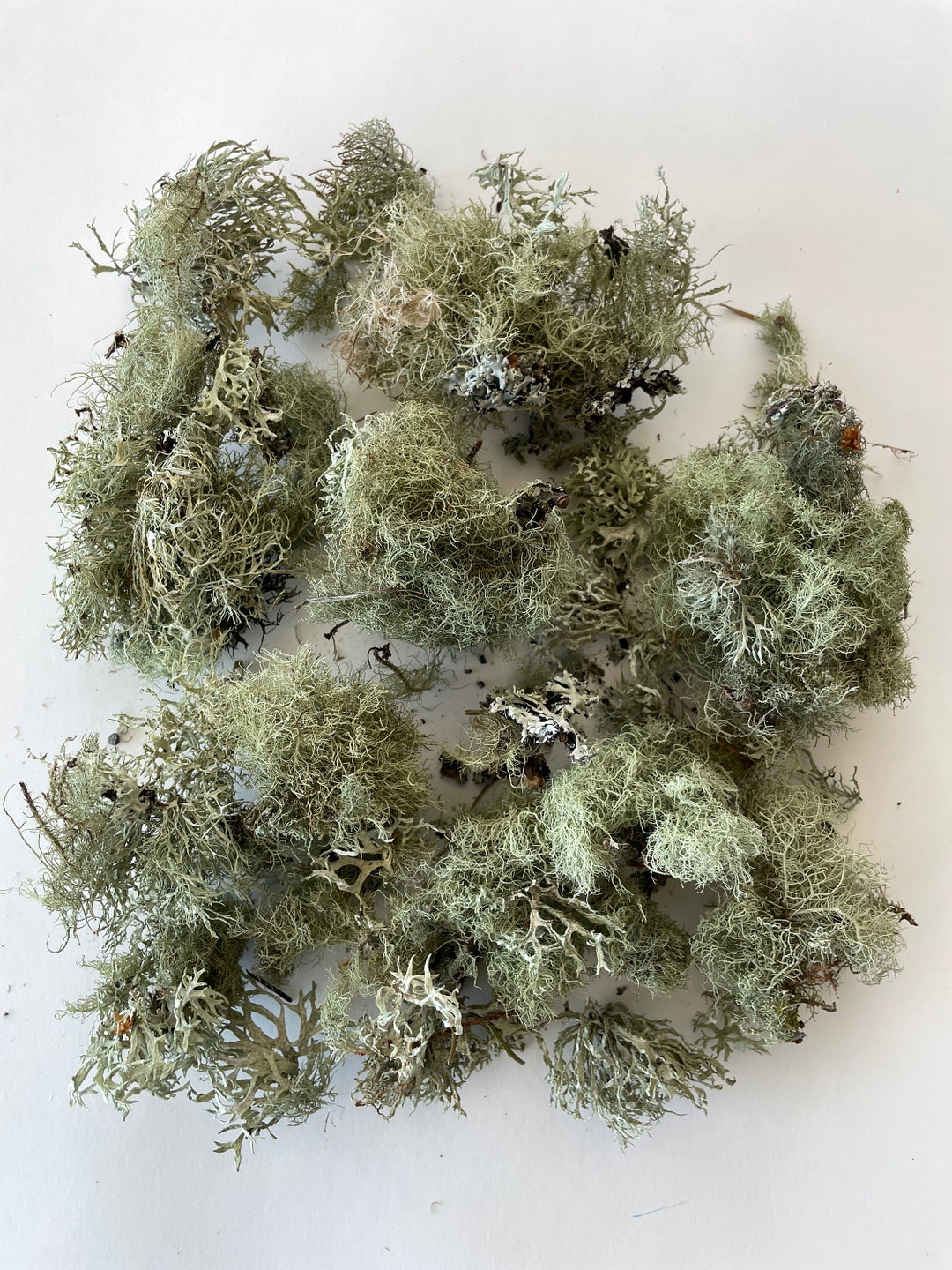 Dried Moss and Lichen Variety: PNW Natural Floral Art Supplies for ...