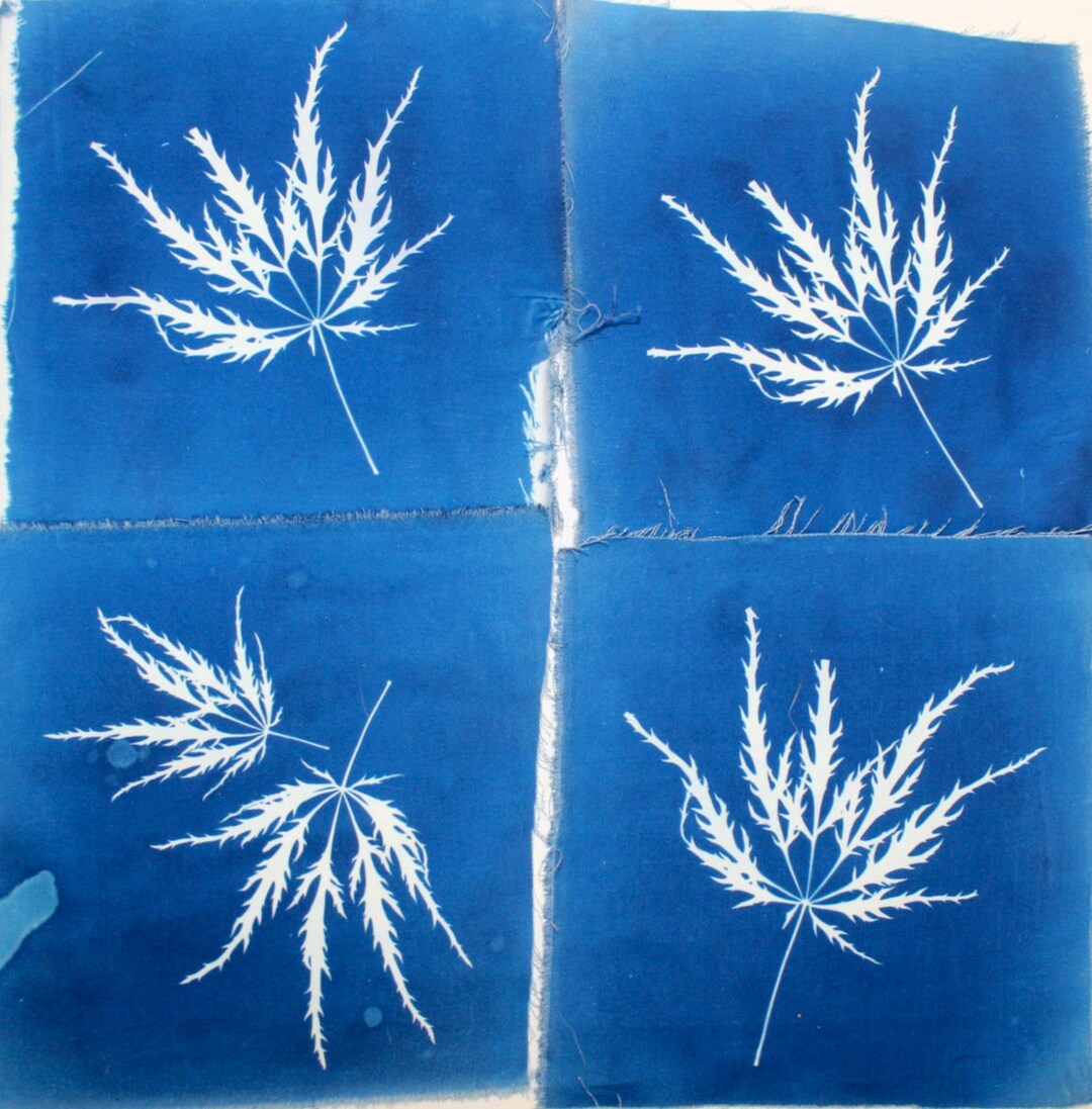 Japanese Cut Leaf Maple, Cyanotyped Cotton Fabric, One of a Kind Charm ...