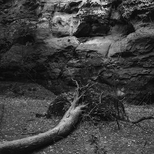 Fallen Tree Black and White Nature Photography, Grand Canyon of Ohio ...