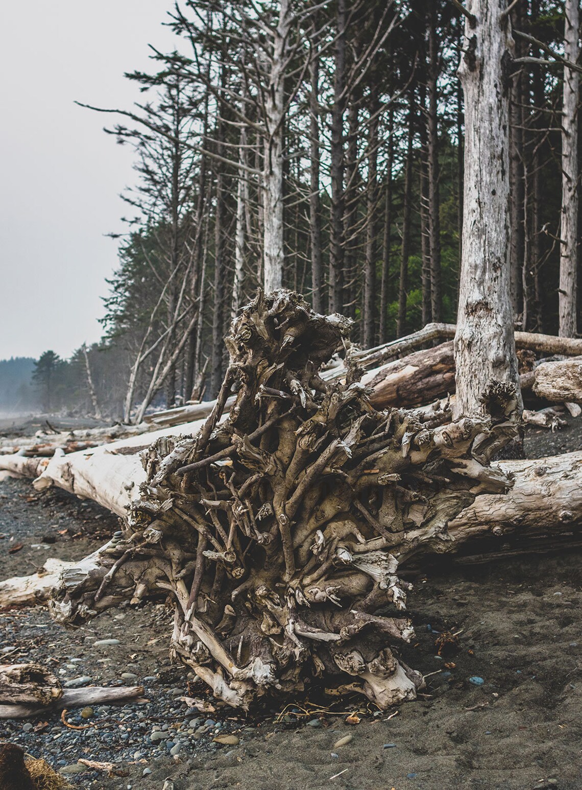 Redwood Tree Roots Photo Print Rialto Beach Photography - Etsy