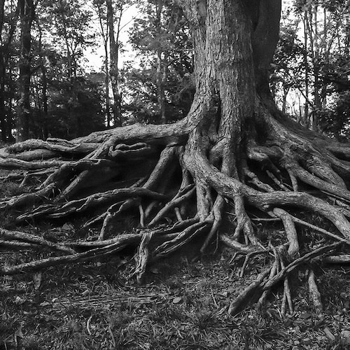 Roots of Life Woodland Nature Photography Fine Art Print - Etsy