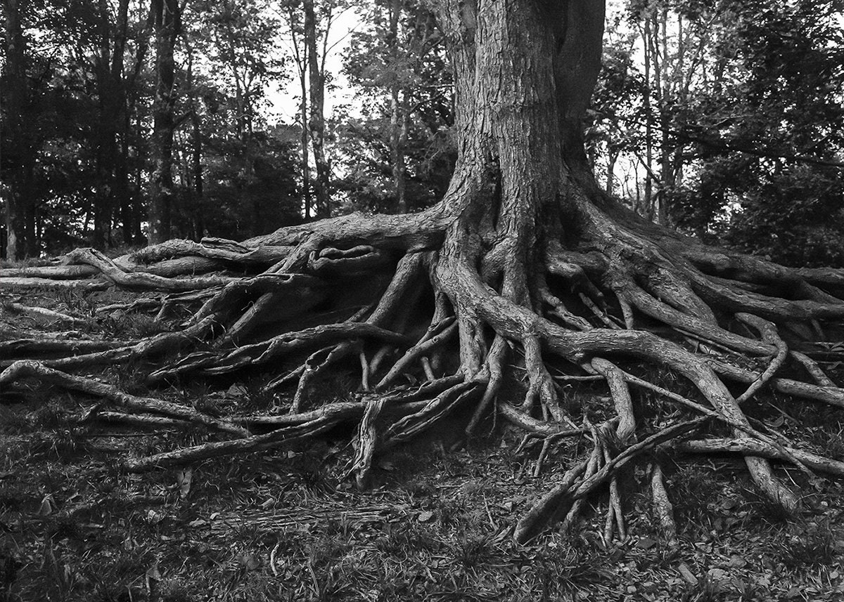 Tree Black And White Roots