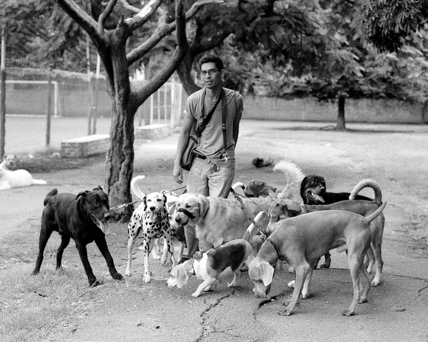 Street Photography, Dog Walker Photo Print, Buenos Aires Argentina Wall ...