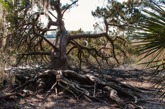 Tree Photography Oak Tree Roots Nature Photography Georgia | Etsy