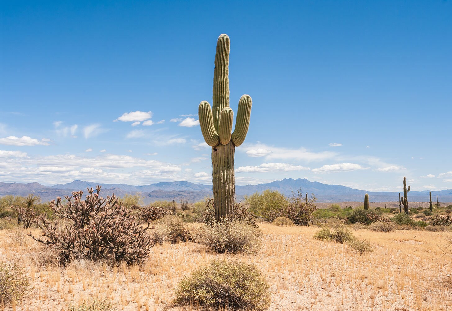 Lone Cactus In The Desert