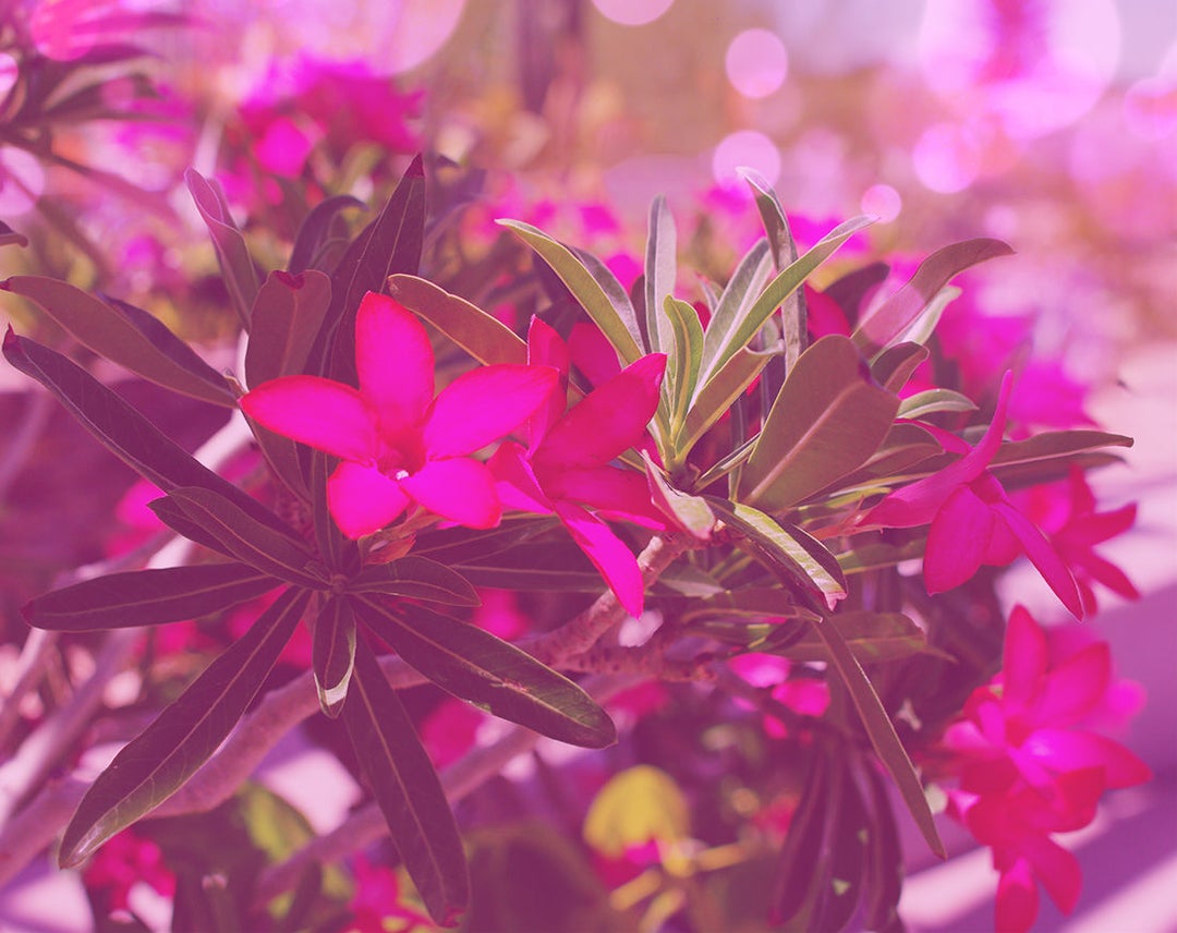 Desert Flower Print, Desert Rose Flower, Arizona Nature Photography ...