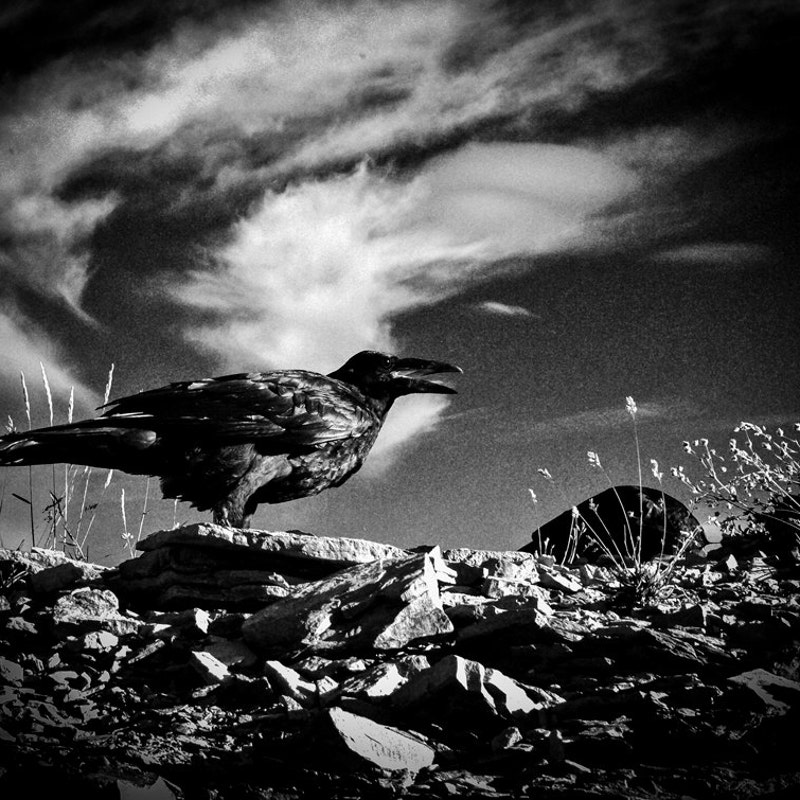 Raven Photography - Etsy