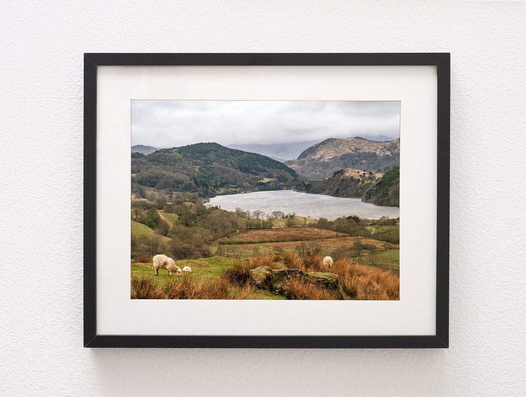 Welsh Farm Landscape Photo Print, Sheep Grazing in Wales, Country Scene ...