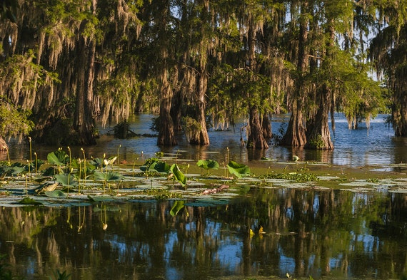 Louisiana Landscape Bayou