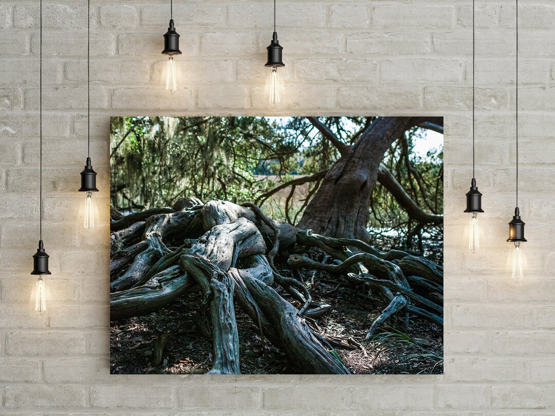 Gnarled Tree Roots Photo Print, Tree Photography, Nature Savannah ...