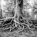 Woodland Tree Roots Black and White Fine Art Print, Gnarled Roots ...