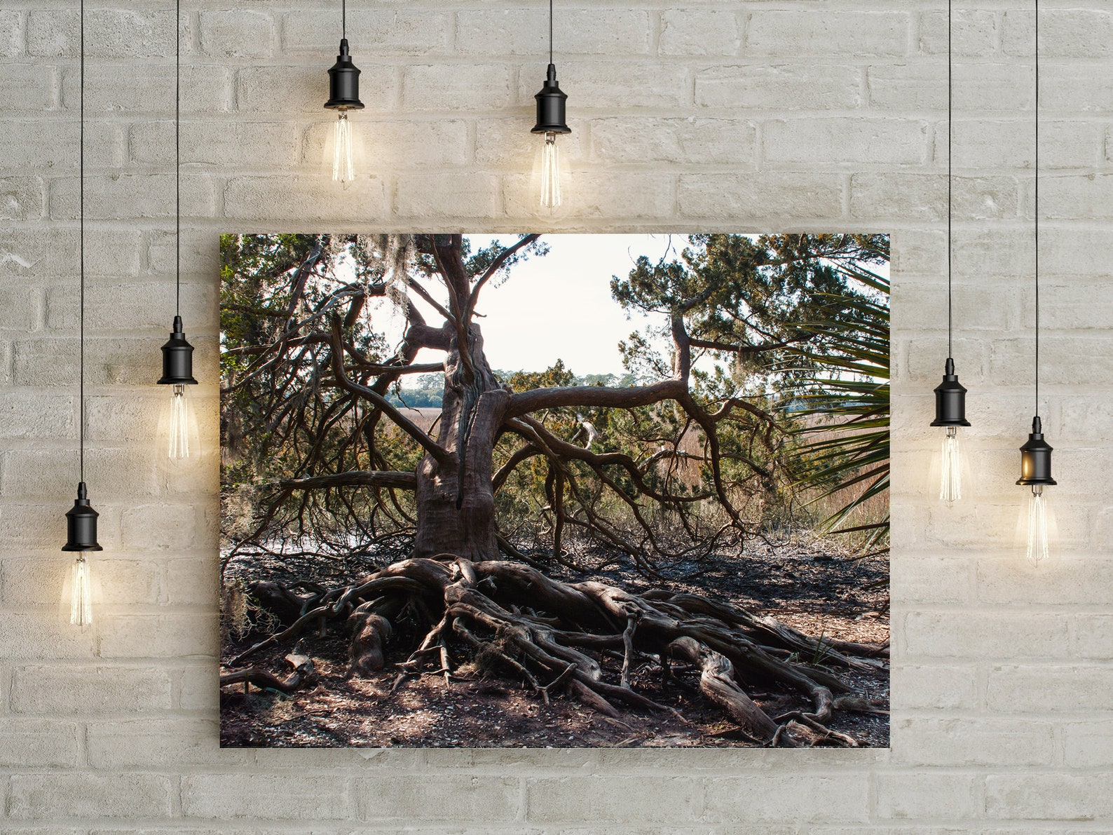 Tree Photography, Oak Tree Roots, Nature Photography, Georgia Coast ...