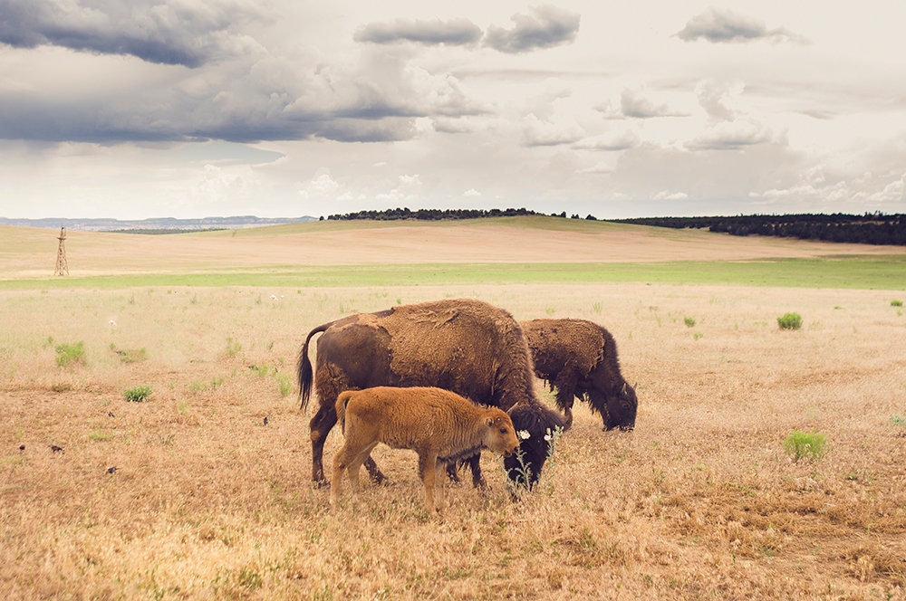 Buffalo Photography American Bison Print American West - Etsy