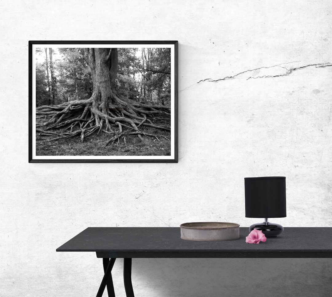 Woodland Tree Roots Photo Print, Black and White Fine Art Photography ...