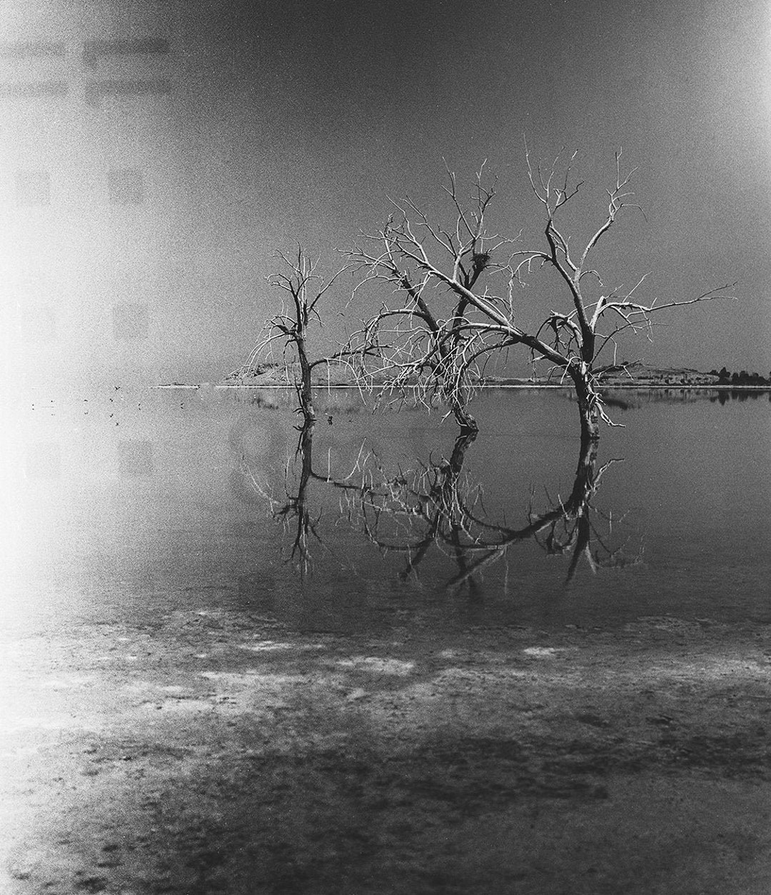 Three Trees Reflection Surreal Art Photography, Black White Film Print ...
