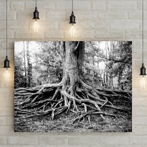 Roots of Life - Woodland Nature Photography, Fine Art Print, Tree Roots ...